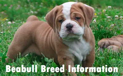 Beabull Puppies For Sale
